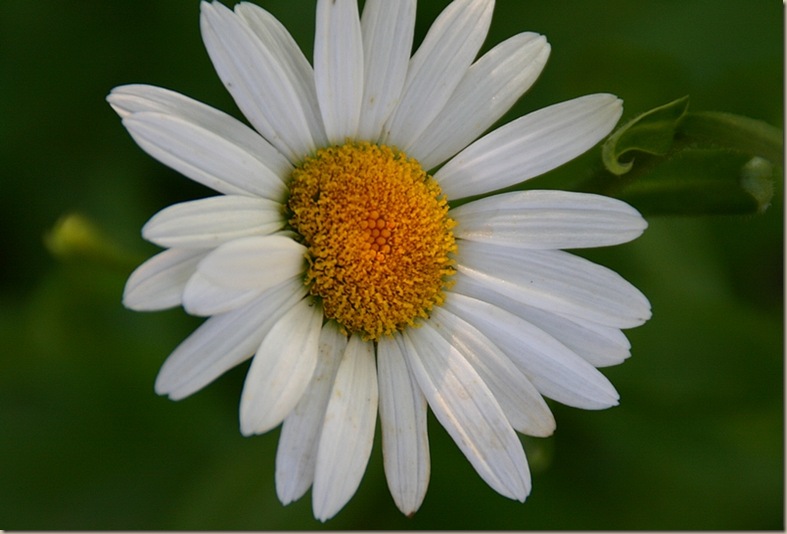 Back Porch Musings: July 2009